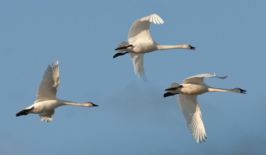 Waterfowl Migration Audubon Pine Island Sanctuary And Center
